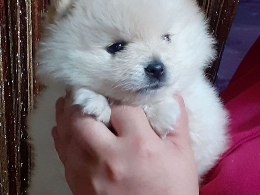 Собаки
