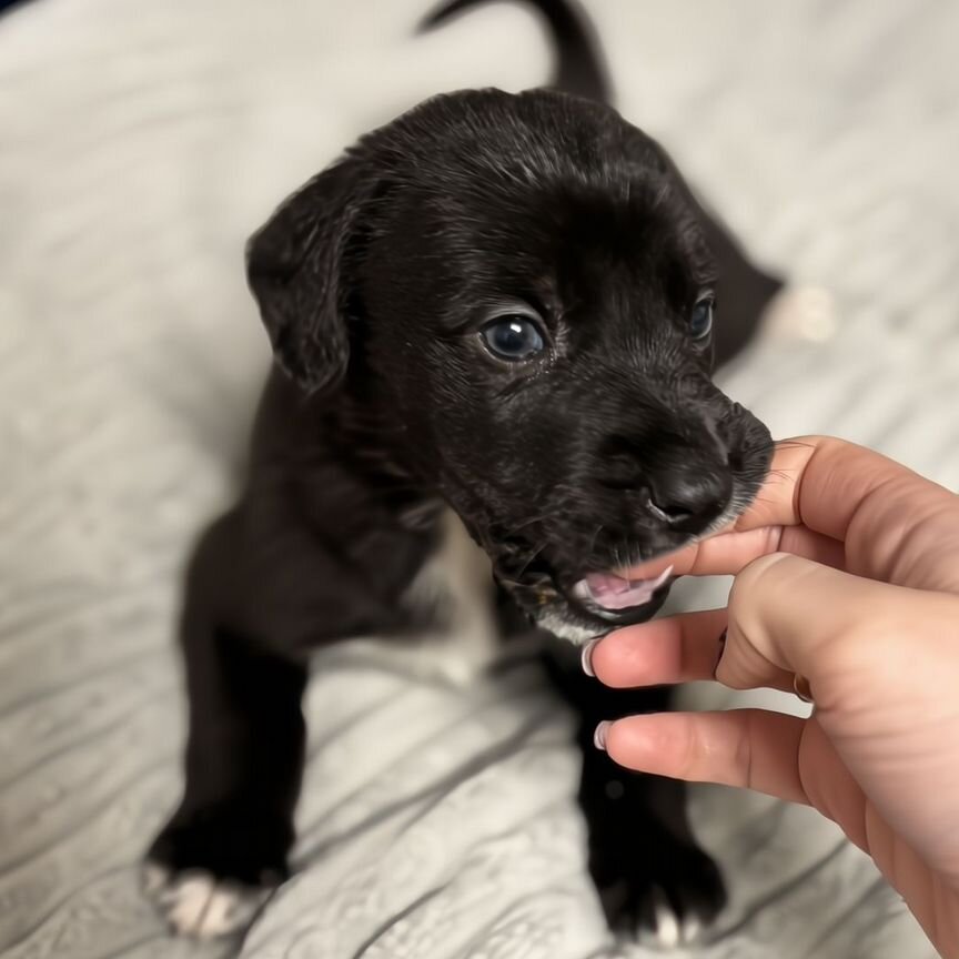 Щенок в добрые руки