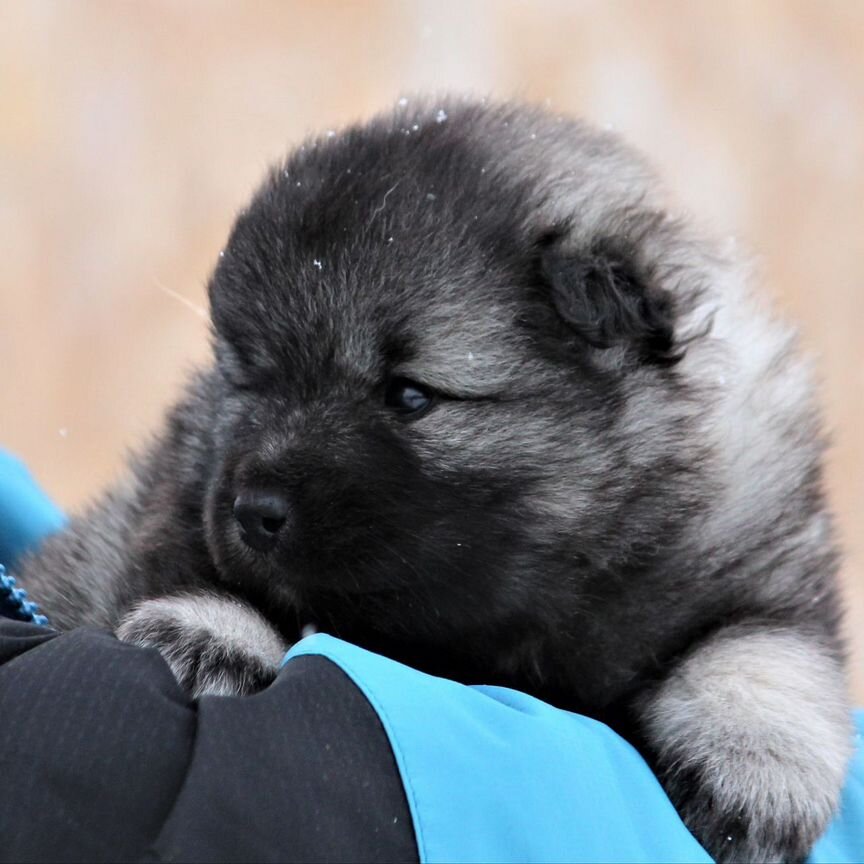 Вольфшпиц щенок