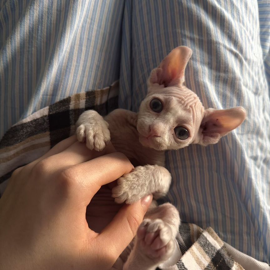 Канадский сфинкс котенок девочка