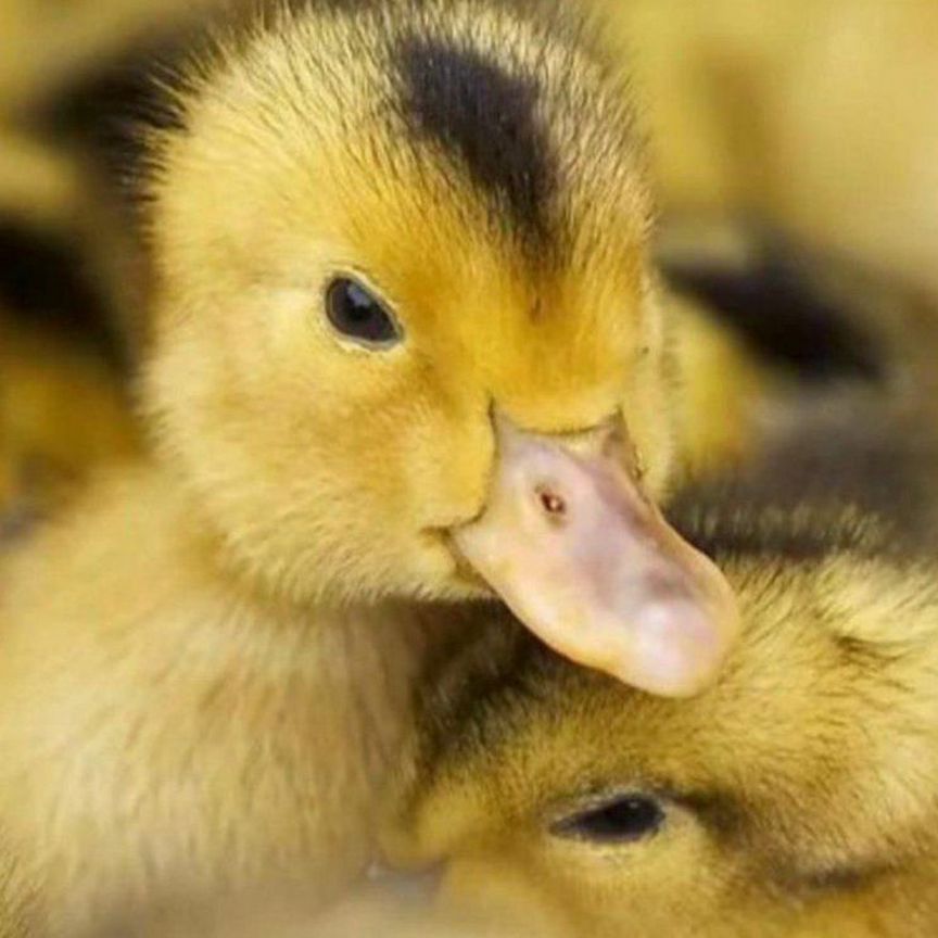 Гусята суточные Линда