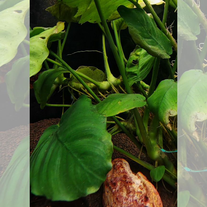 Анубис аквариумный, нужно крупные кусты, от 15 см