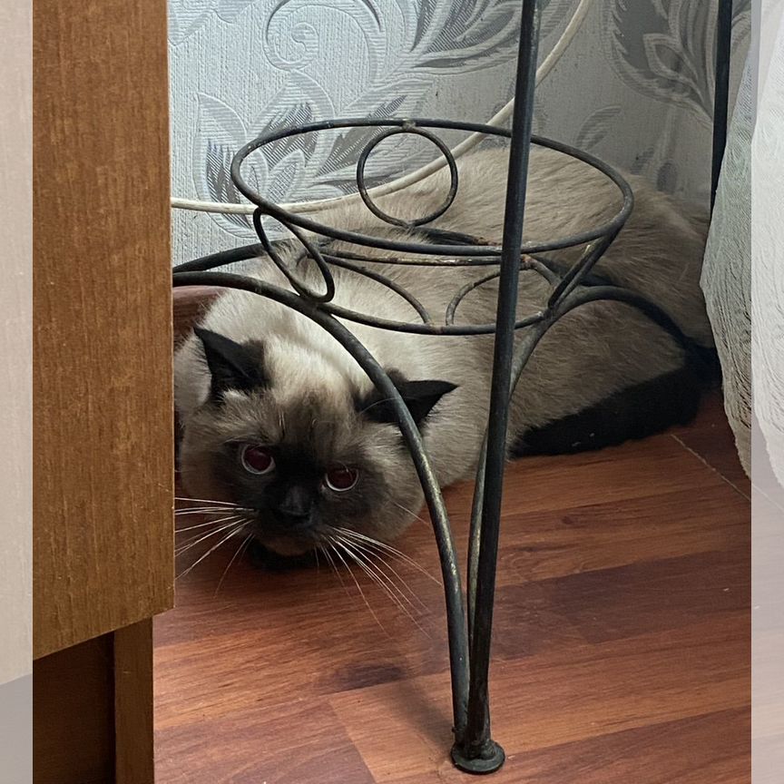 Гималайский кот, взрослый