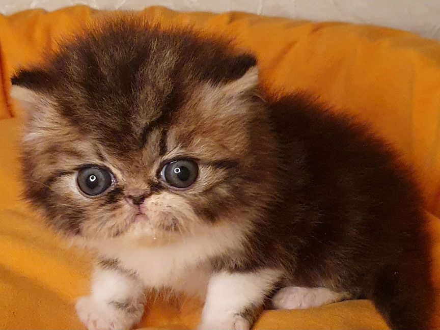Каравай мини котенок