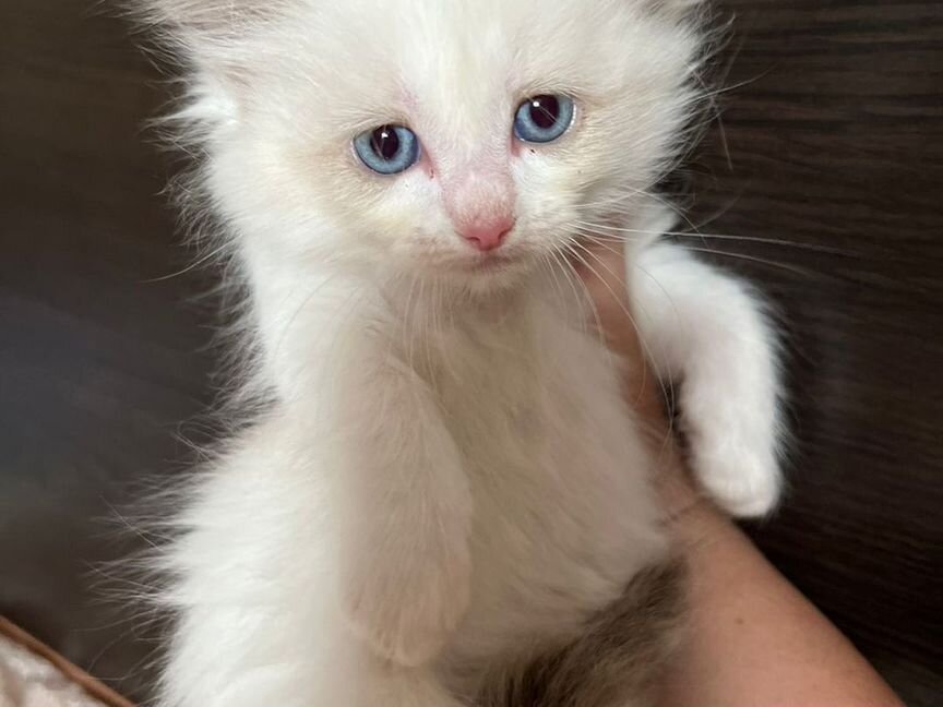 Продаются котята регдолл