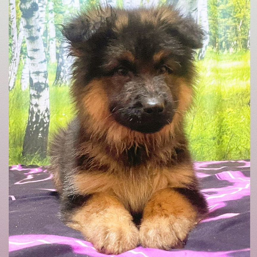 Немецкая овчарка, щенок