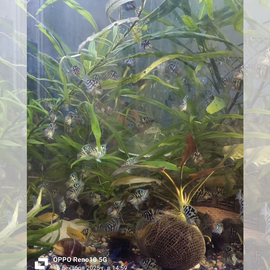 Рыбка сапфировый попугай