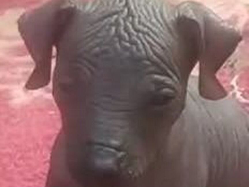 Мексиканская голая собака миниатюра