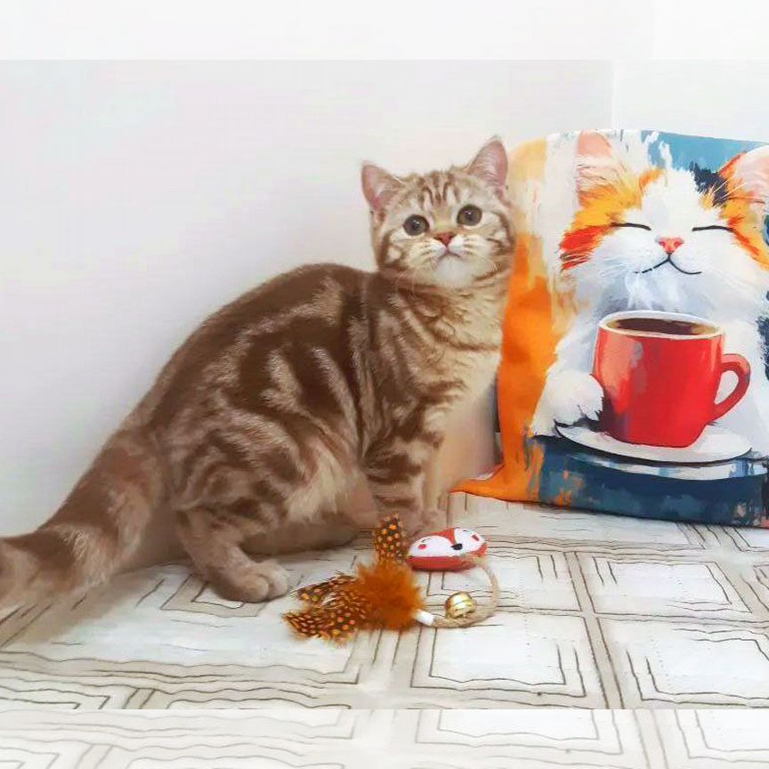 Британский короткошёрстный котёнок