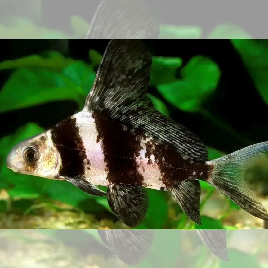 Чукучан парусник - Myxocyprinus asiaticus