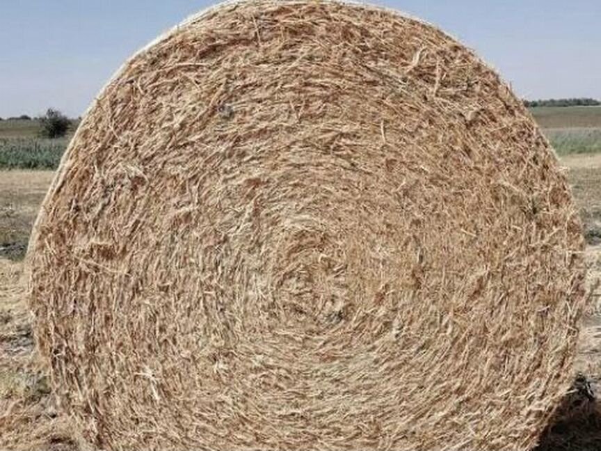 Солома гороховая, ячменная, пшеничная, овсяная все