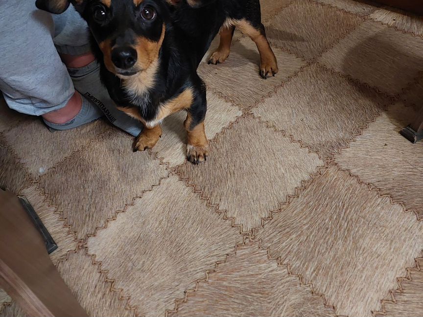 Собака маленькая порода карликовая такса