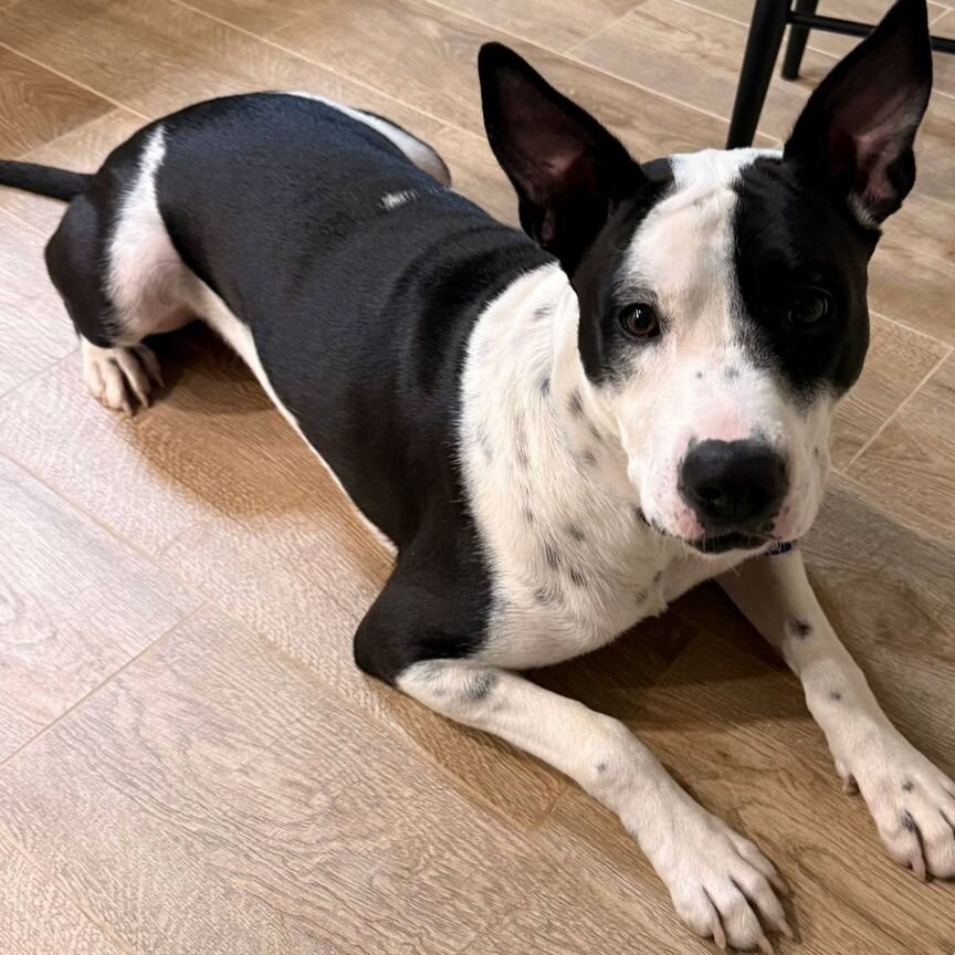 Американский стаффордширский терьер, взрослый пёс