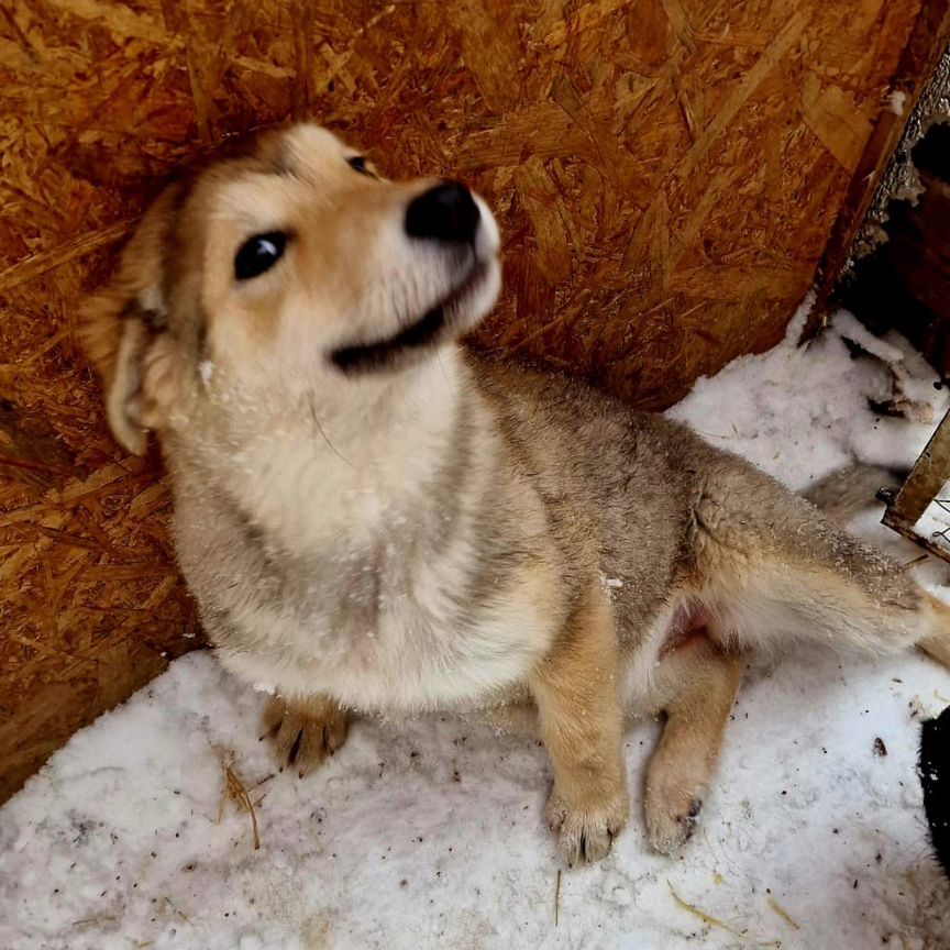 Щенок в добрые руки