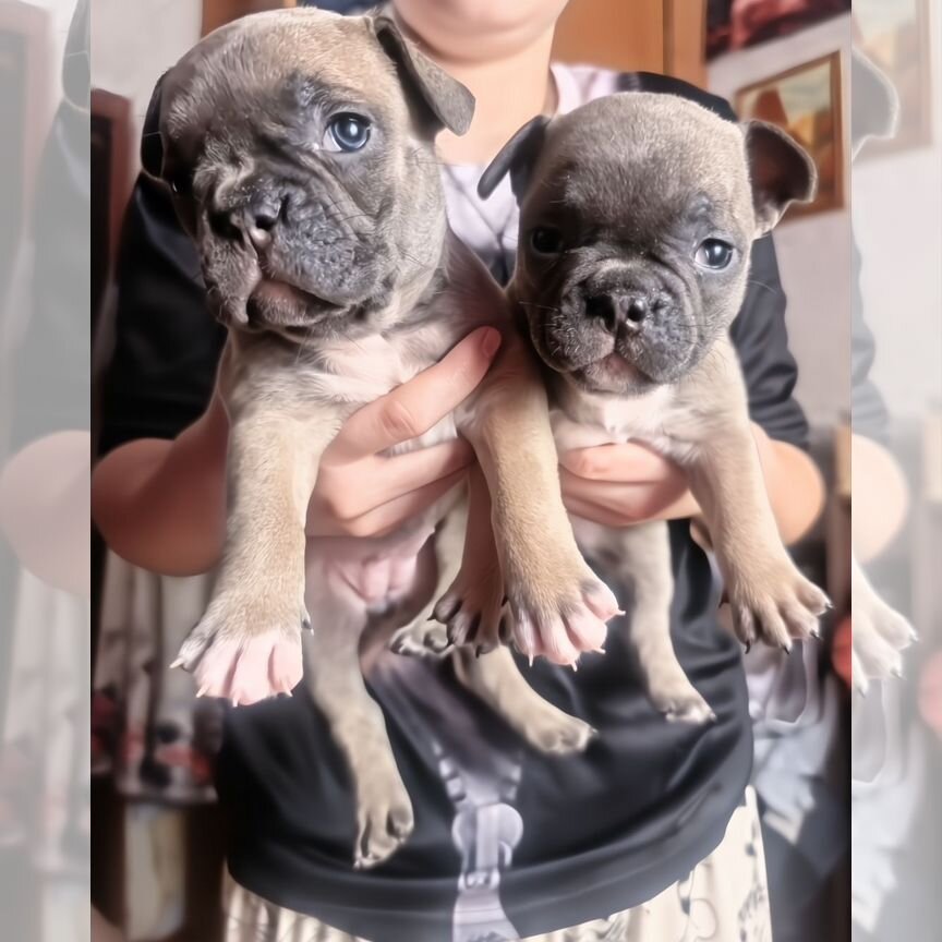 Французский бульдог, щенок