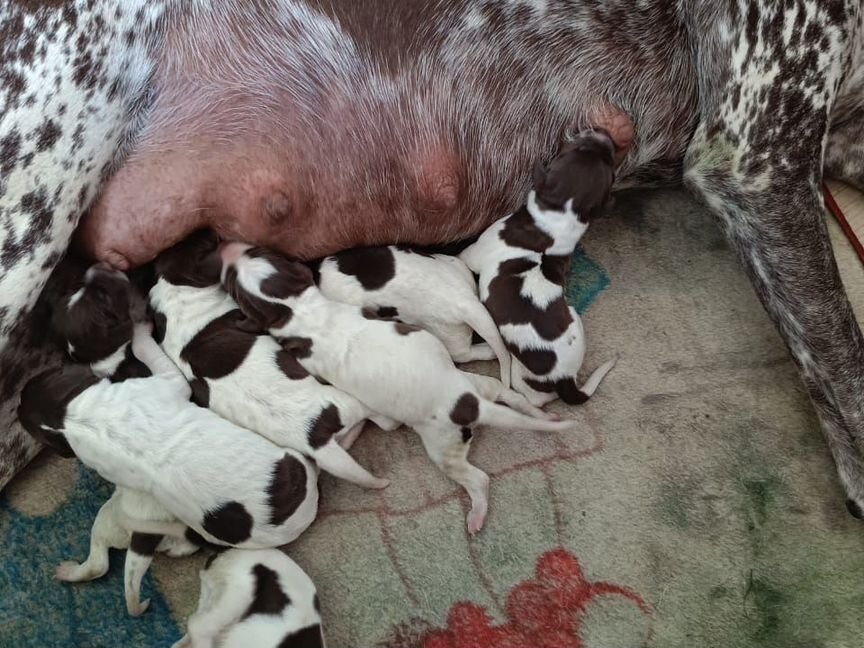 Щенки курцхаара