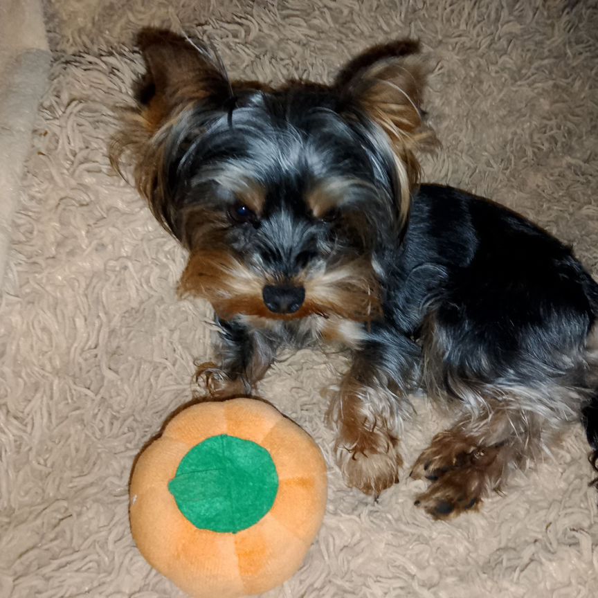 Йоркширский терьер