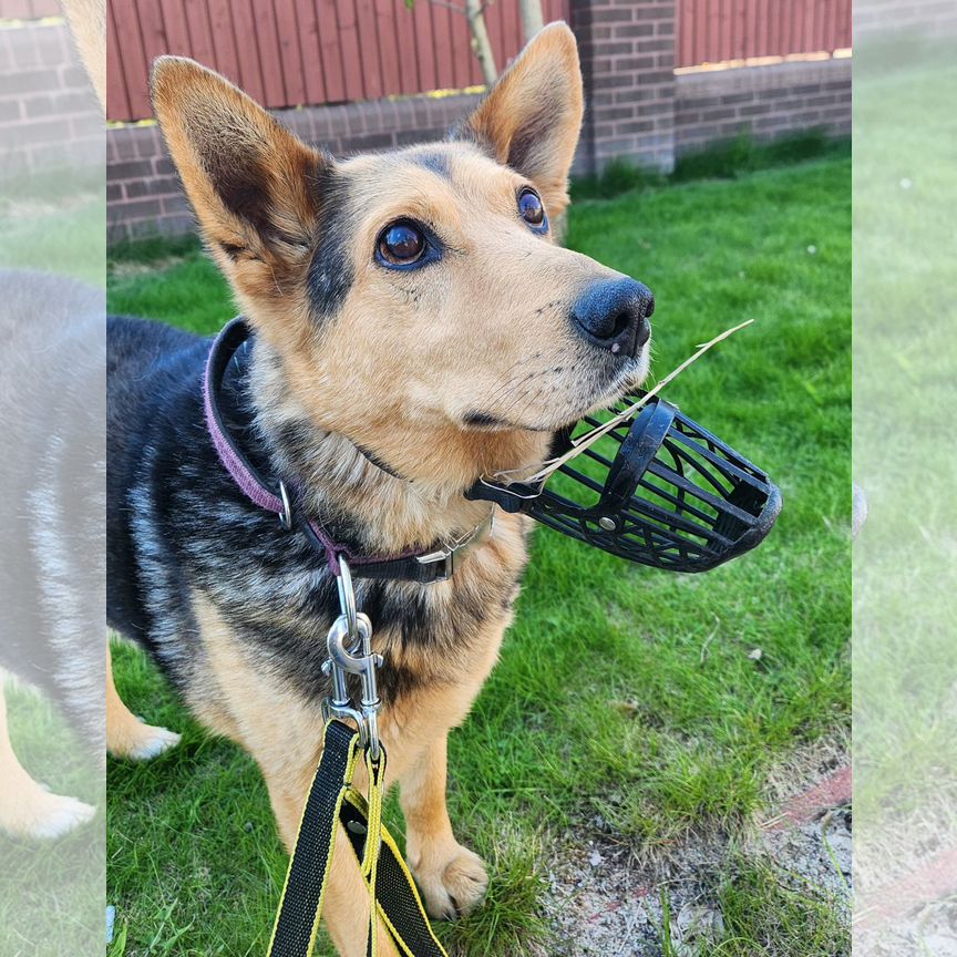 Взрослый пёс в добрые руки