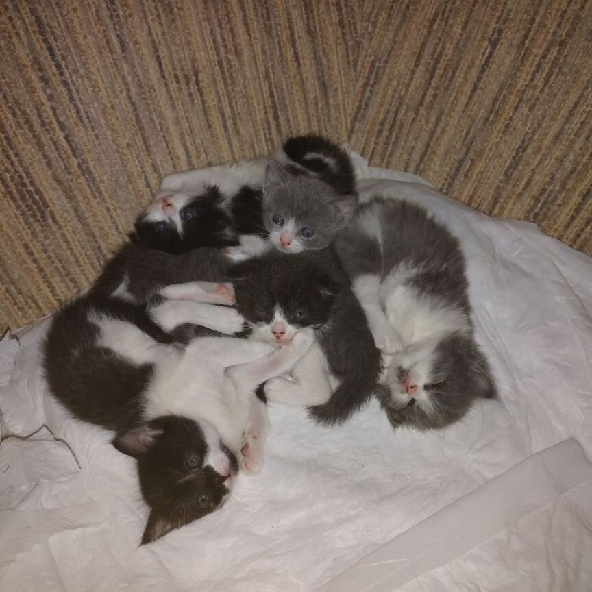 Котята в добрые руки