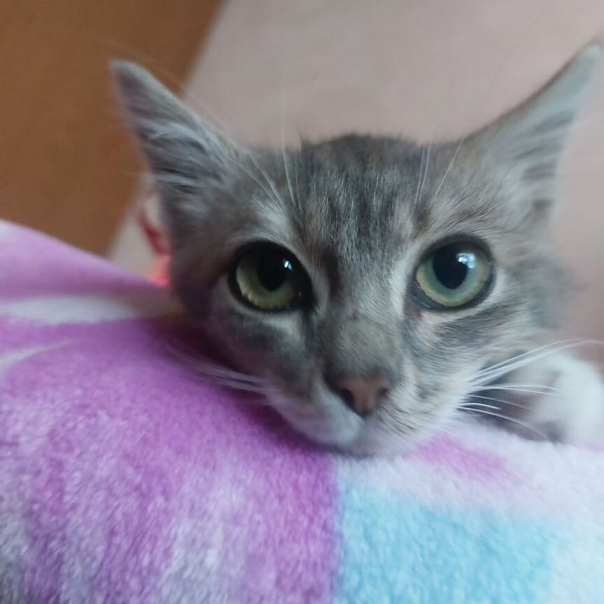 Бесхвостый котёнок в дар