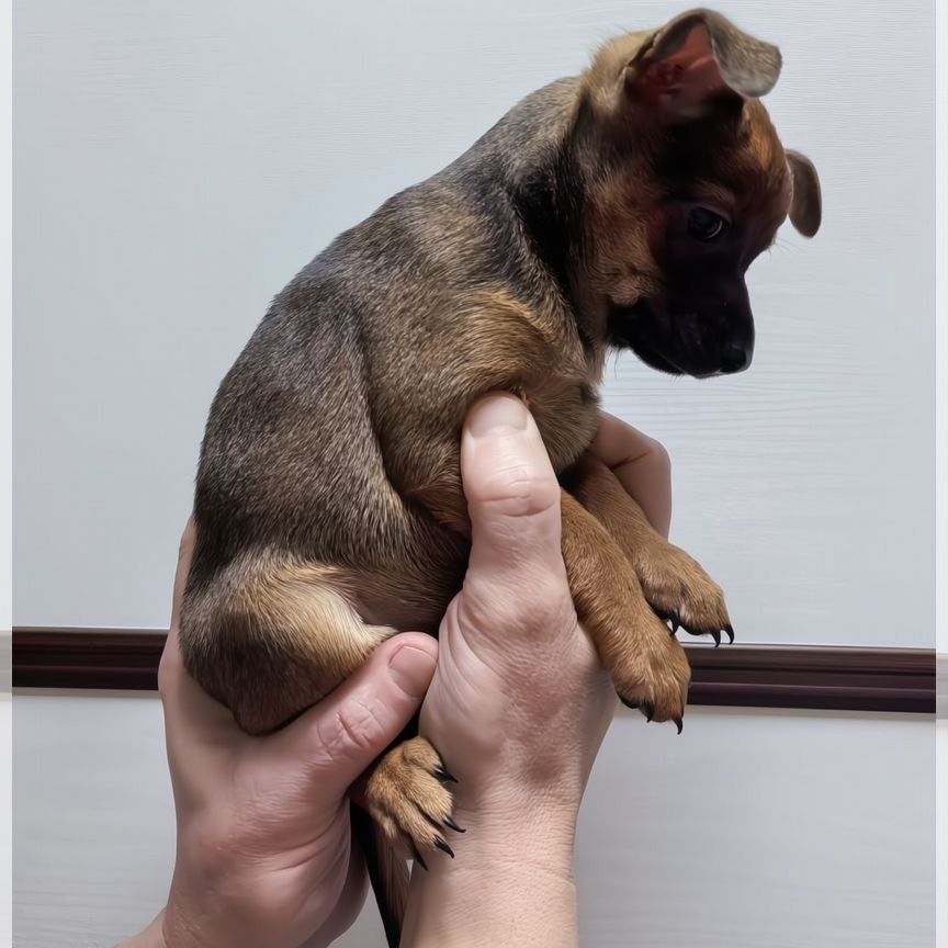 Русский той-терьер, щенок