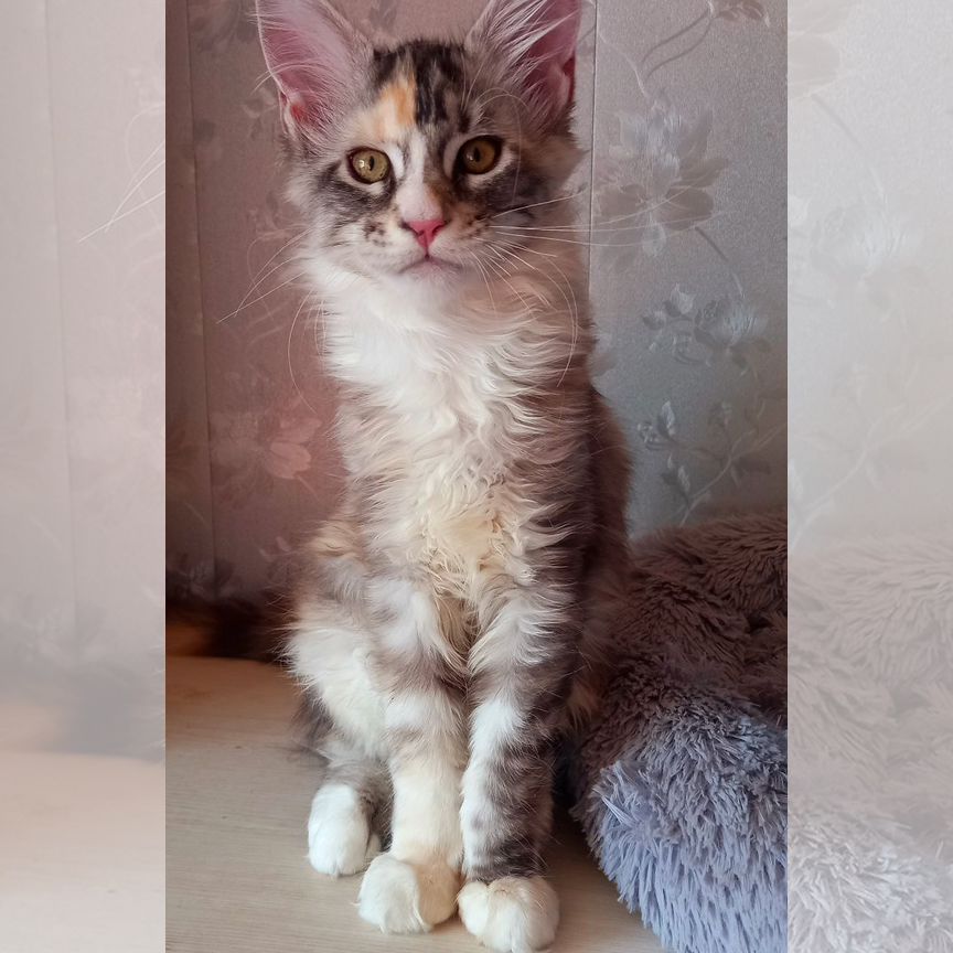 Мейн-кун котёнок