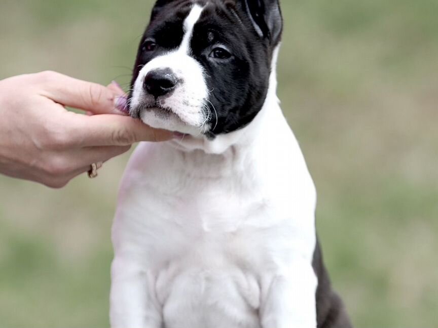 Щенки амстаффа стаффорширский терьер