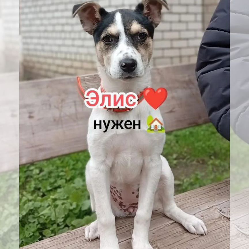 Щенок в добрые руки