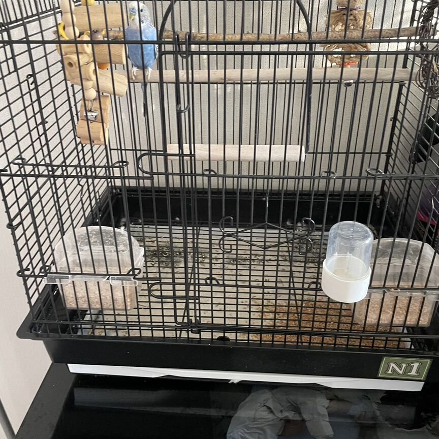 Волнистый попугай с клеткой москва