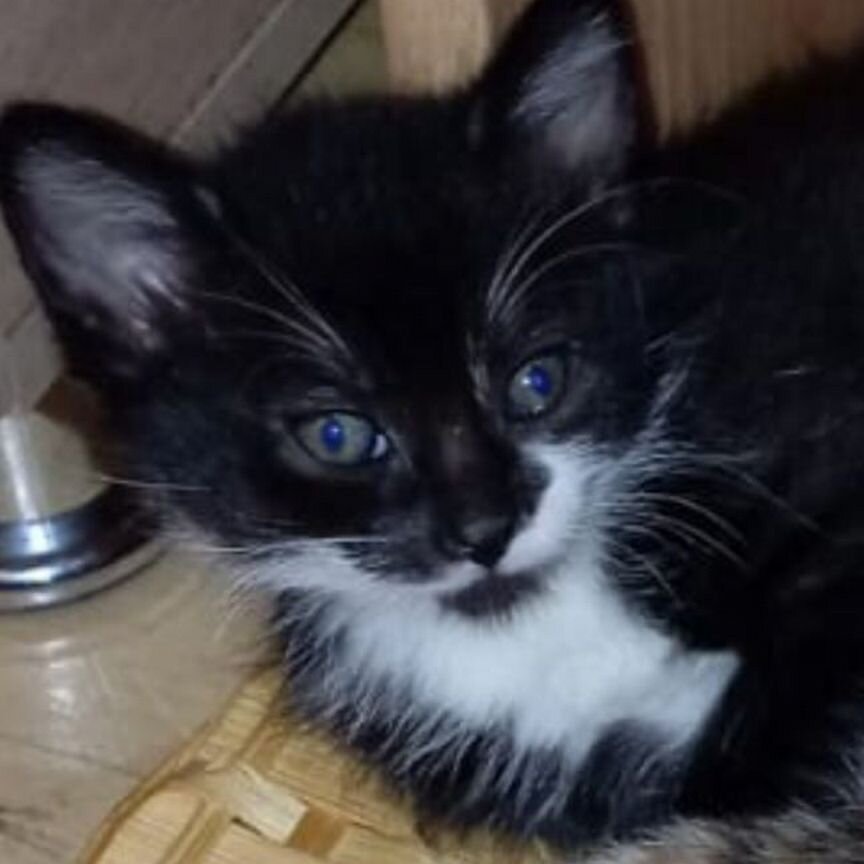 Черно-белая маркиз