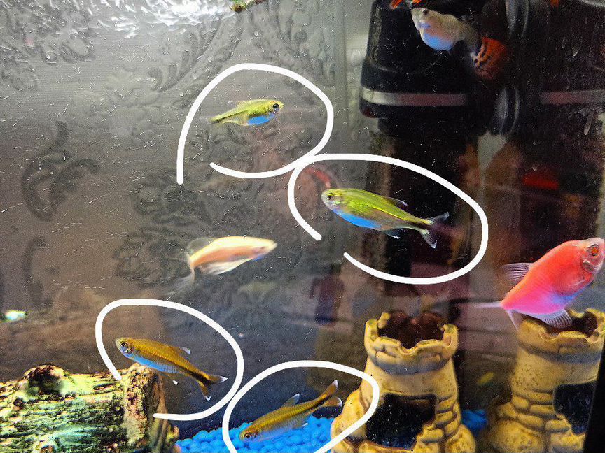 Рыбки медные тетры