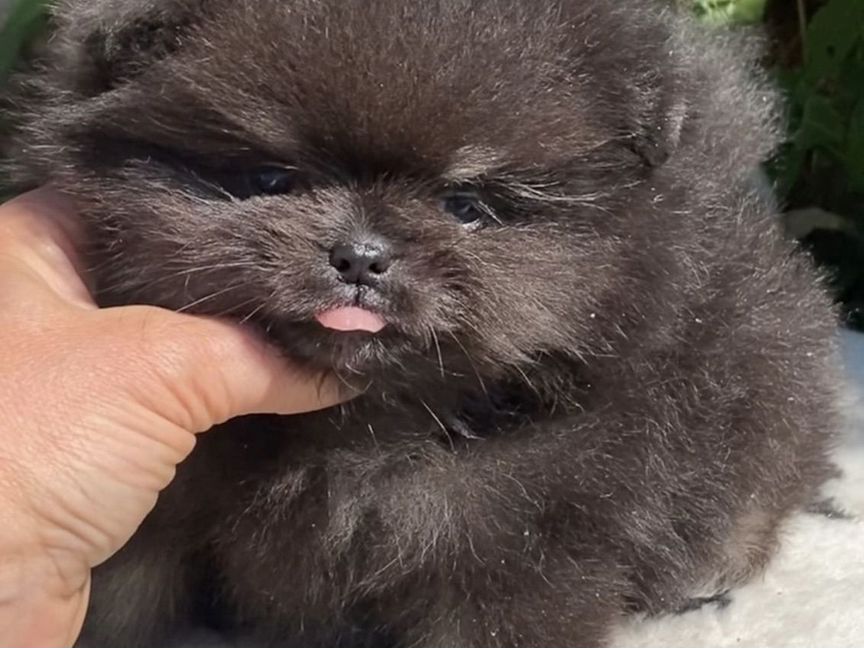 Щенки померанского шпица