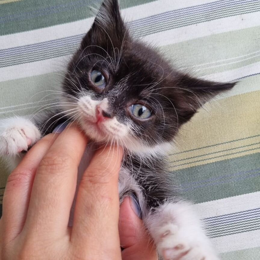Котенок 1 месяц девочка