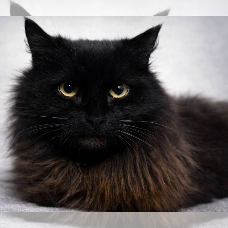 Шантильи-Тиффани, взрослая кошка