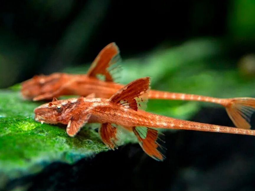 Лорикария красная