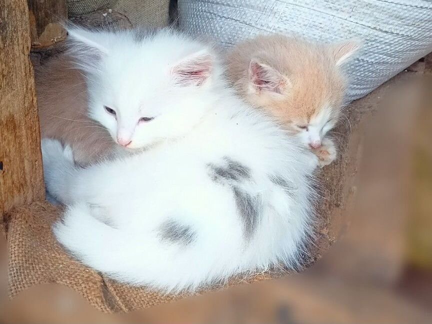 Котята в добрые руки