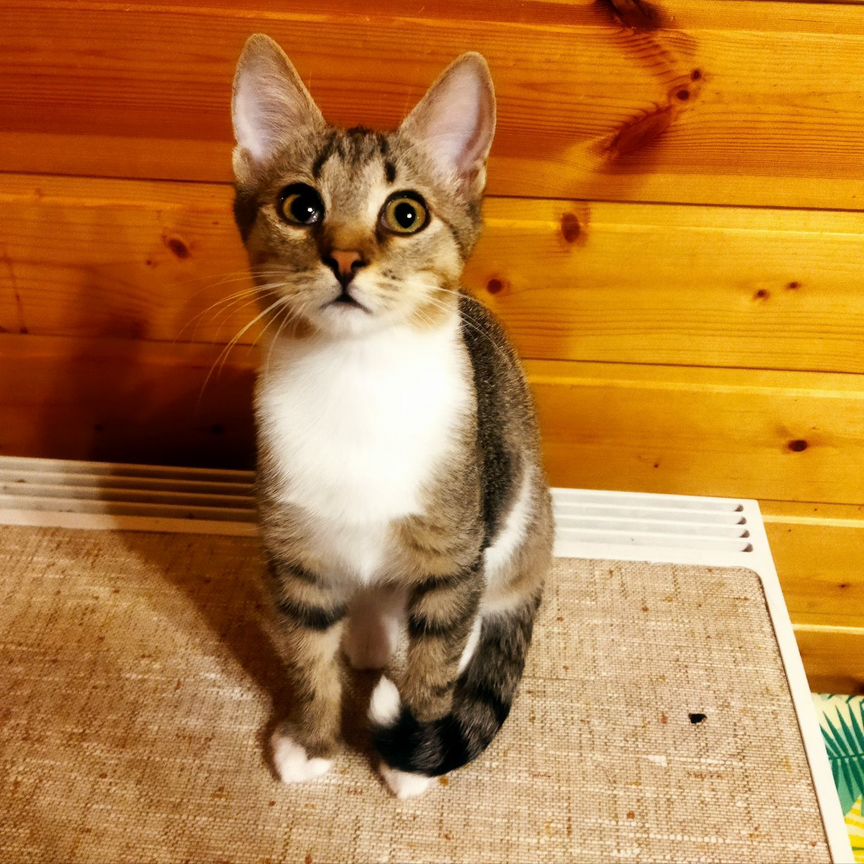 Котёнок Мила (кошка)