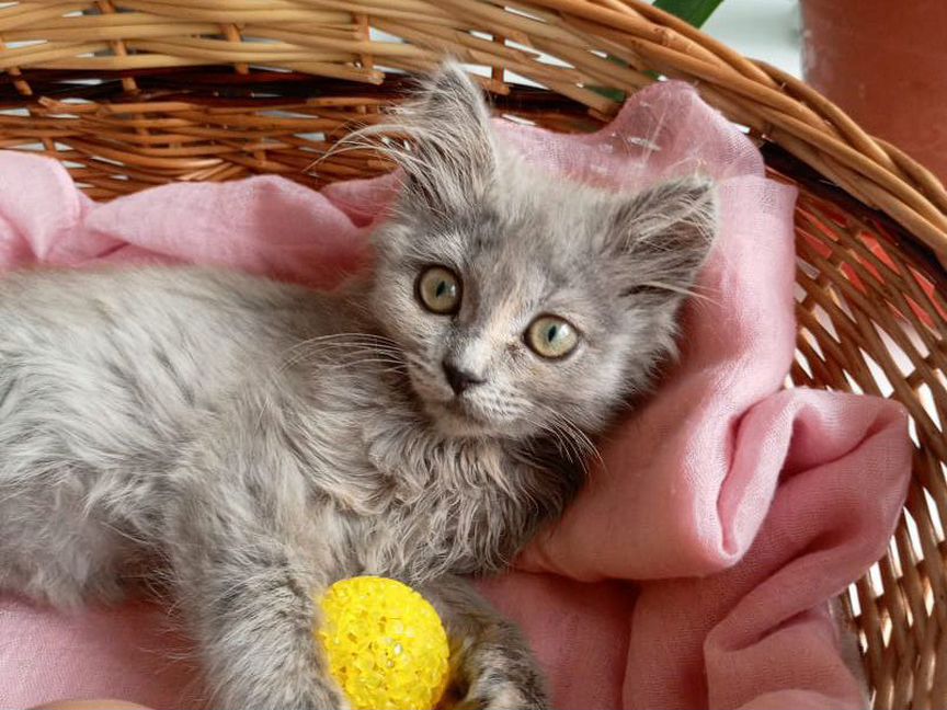 Котенок ищет дом
