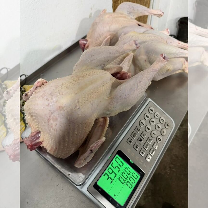 Мясо Индейки, Индюка