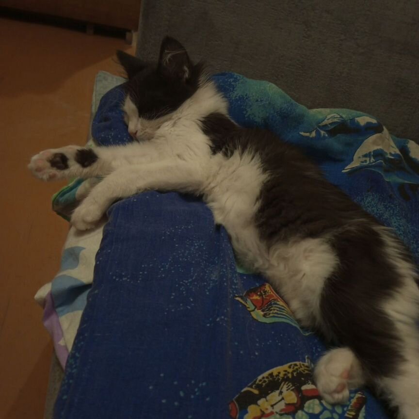 Необыкновенный котёнок в добрые руки