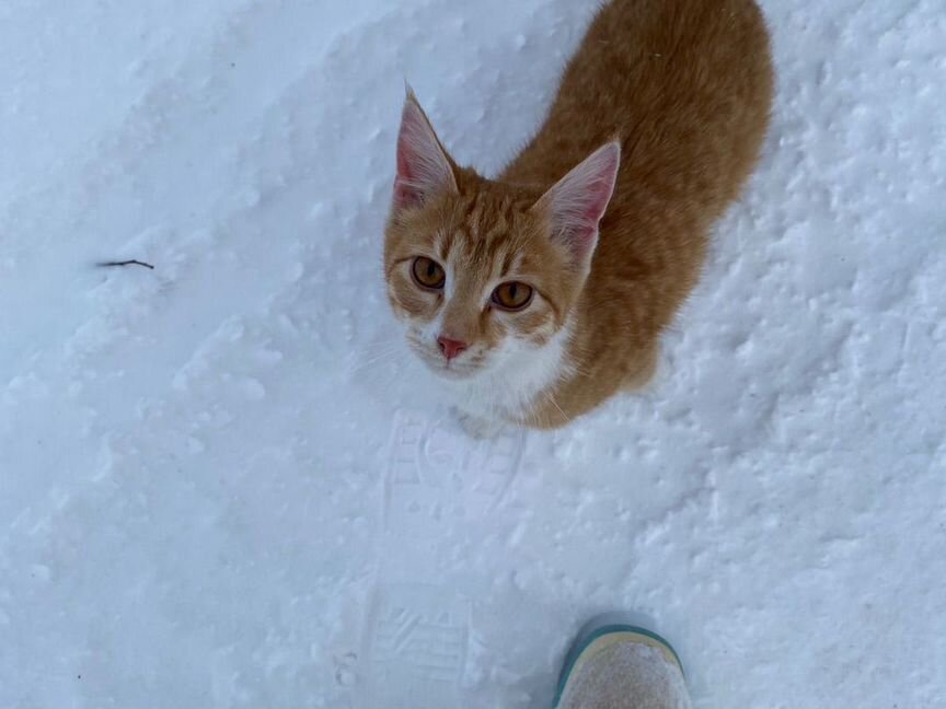 Кот в добрые руки