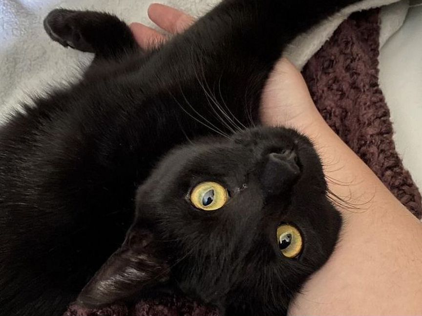 Черный котик