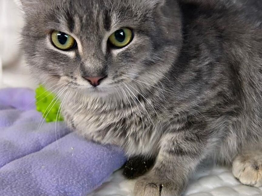 Котенок ищет семью