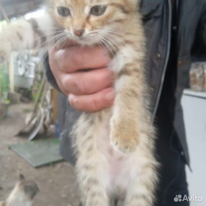 Котенок маленький трехцветный в дар добрые руки