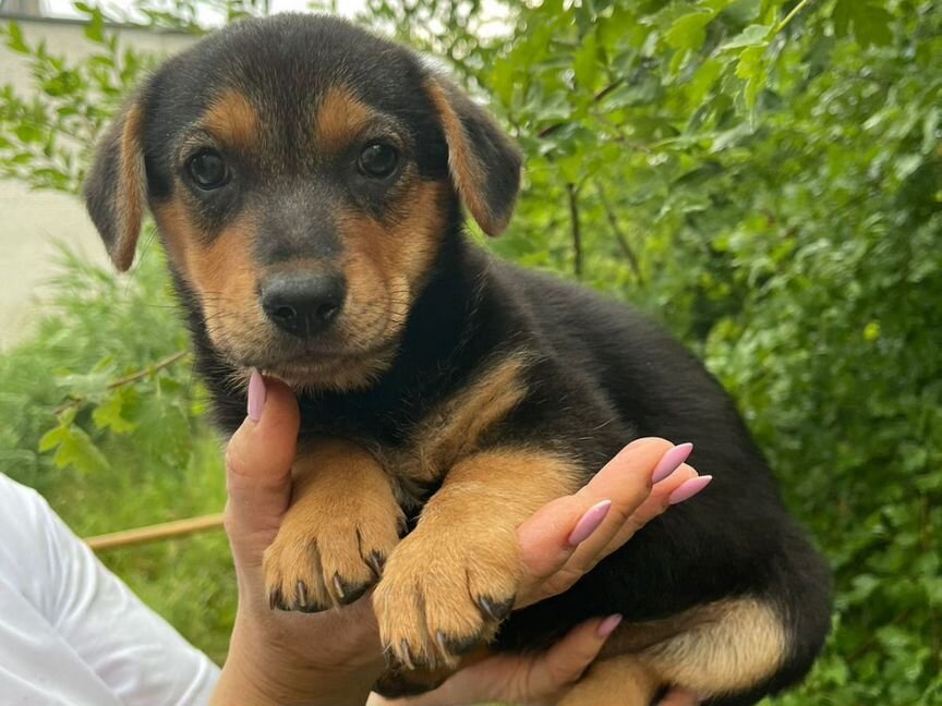 Щенок девочка
