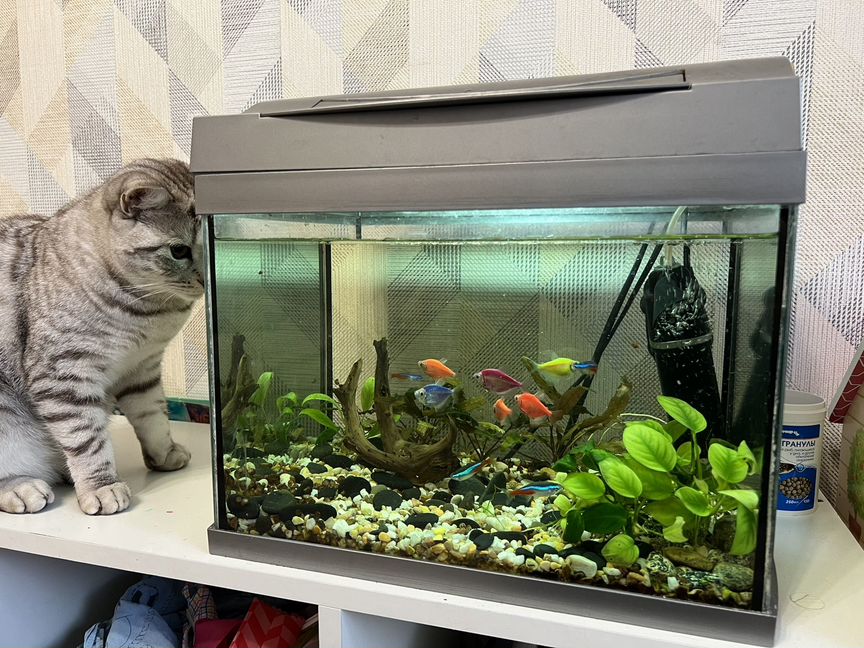 Аквариум с рыбками