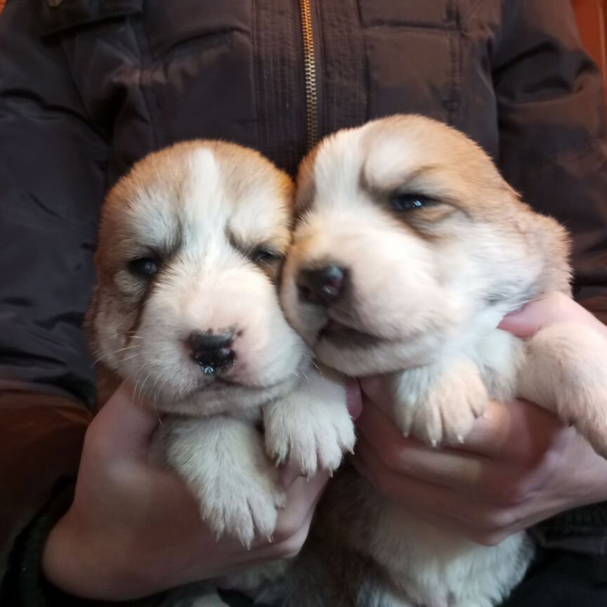 Щенки сао