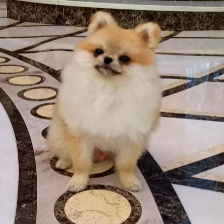 Померанский шпиц, щенок