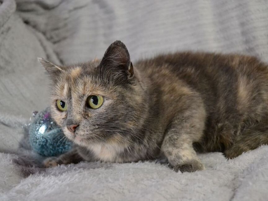 Ежевика. Трехцветная кошка в добрые руки