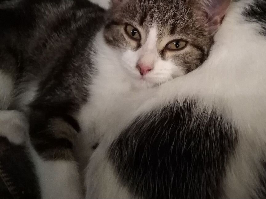 Котёнок, дружит с собаками и котами